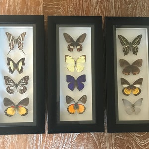 Framed small real butterflies simple white mount insects wall | Etsy
