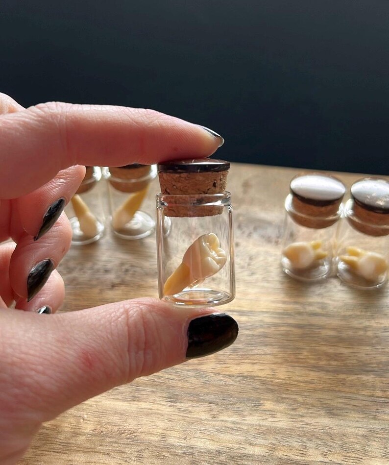 Resin Tooth in Glass Jar, Macabre Oddity Display (4cm) - Etsy