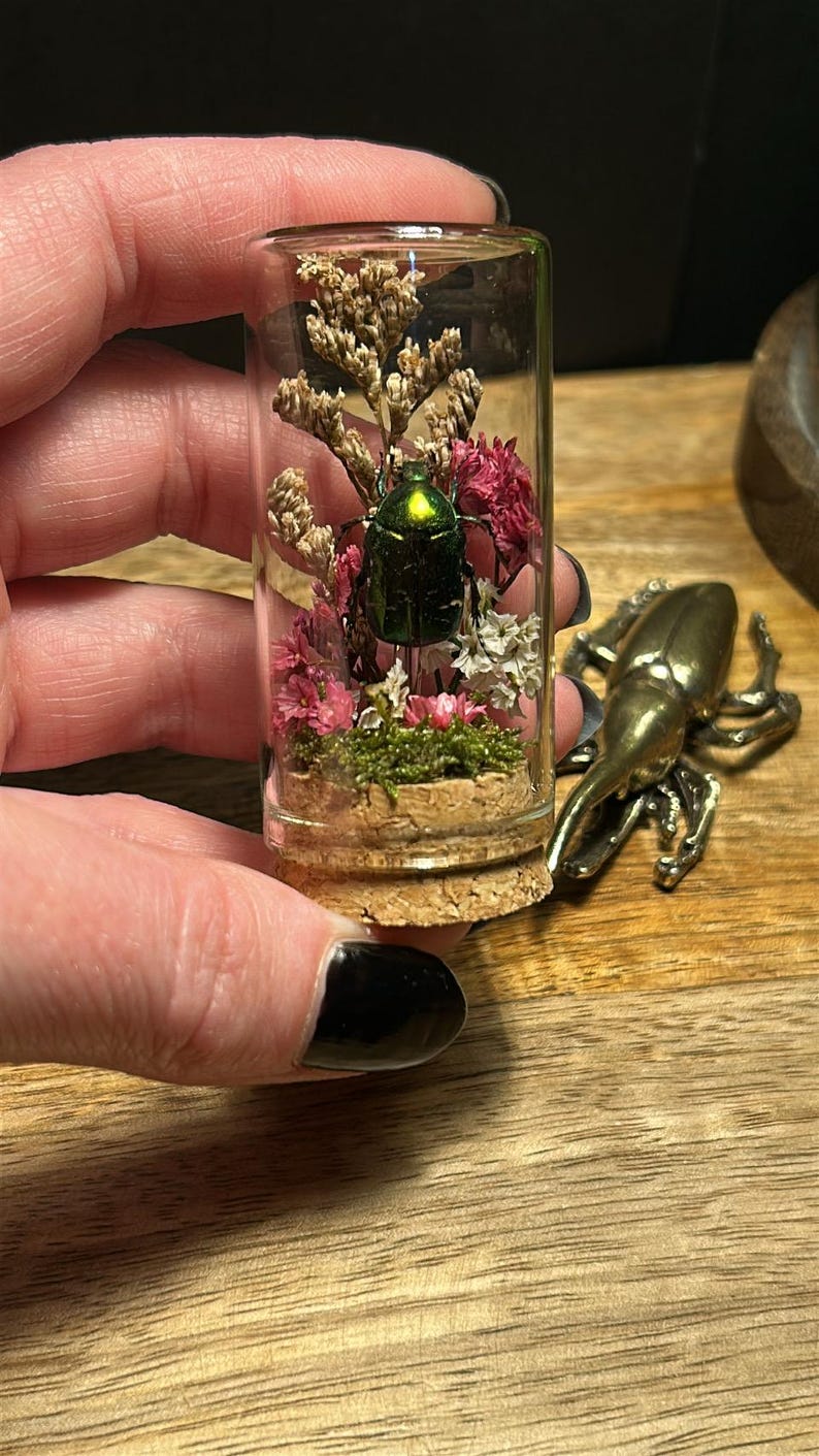 Mounted Rose Chafer Beetle (cetonia Aurata) Specimen: Entomology ...