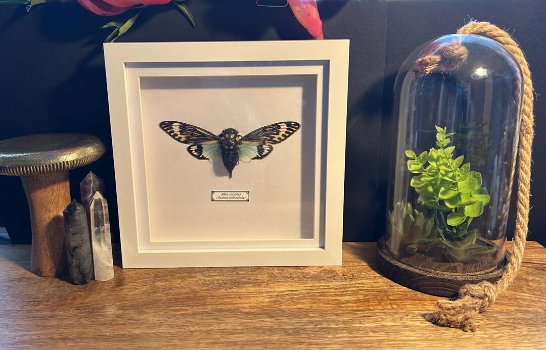 Framed Blue Cicada Specimen: Tosena Splendida - Entomology Display - Etsy