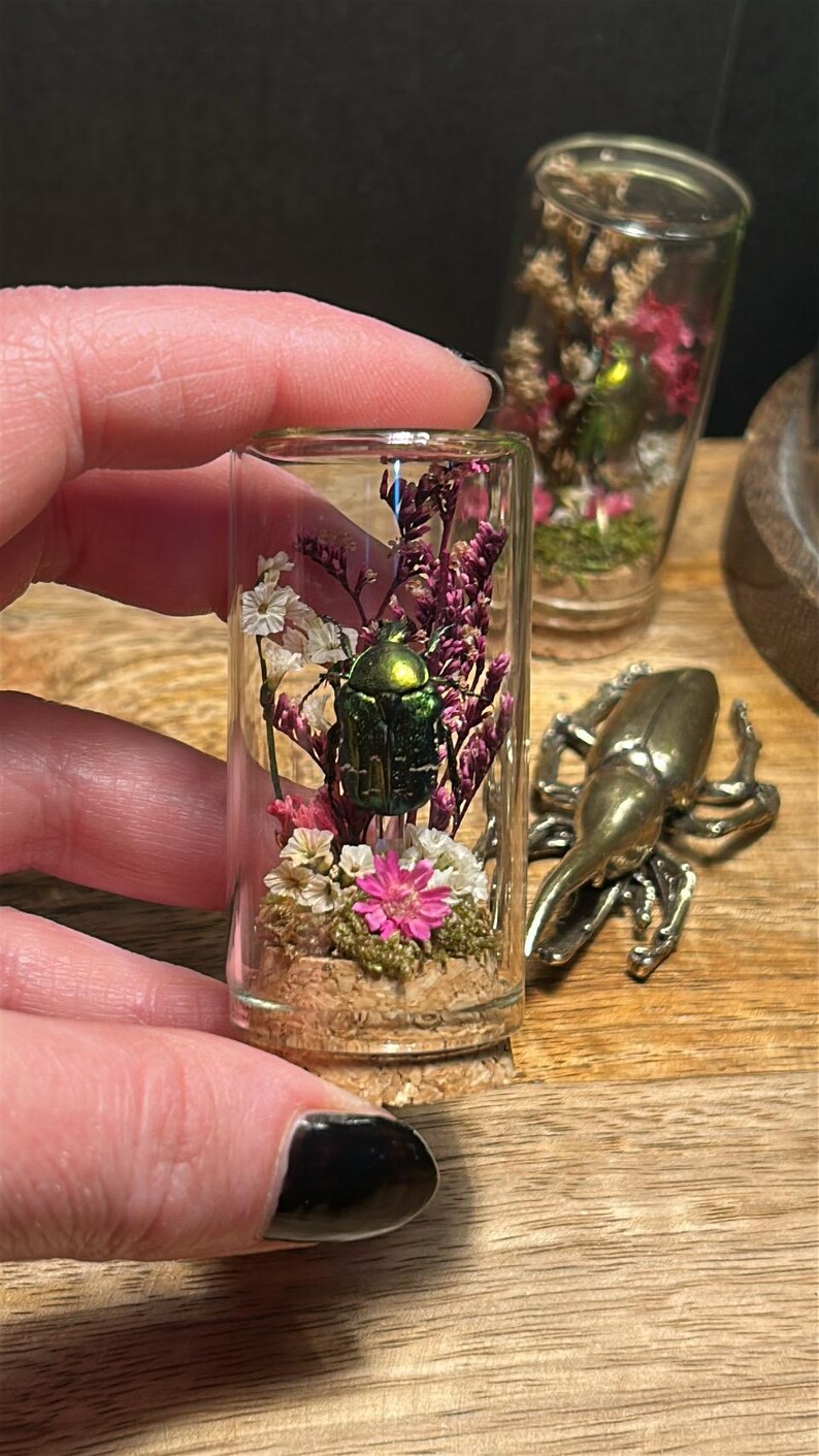 Mounted Rose Chafer Beetle (cetonia Aurata) Specimen: Entomology ...