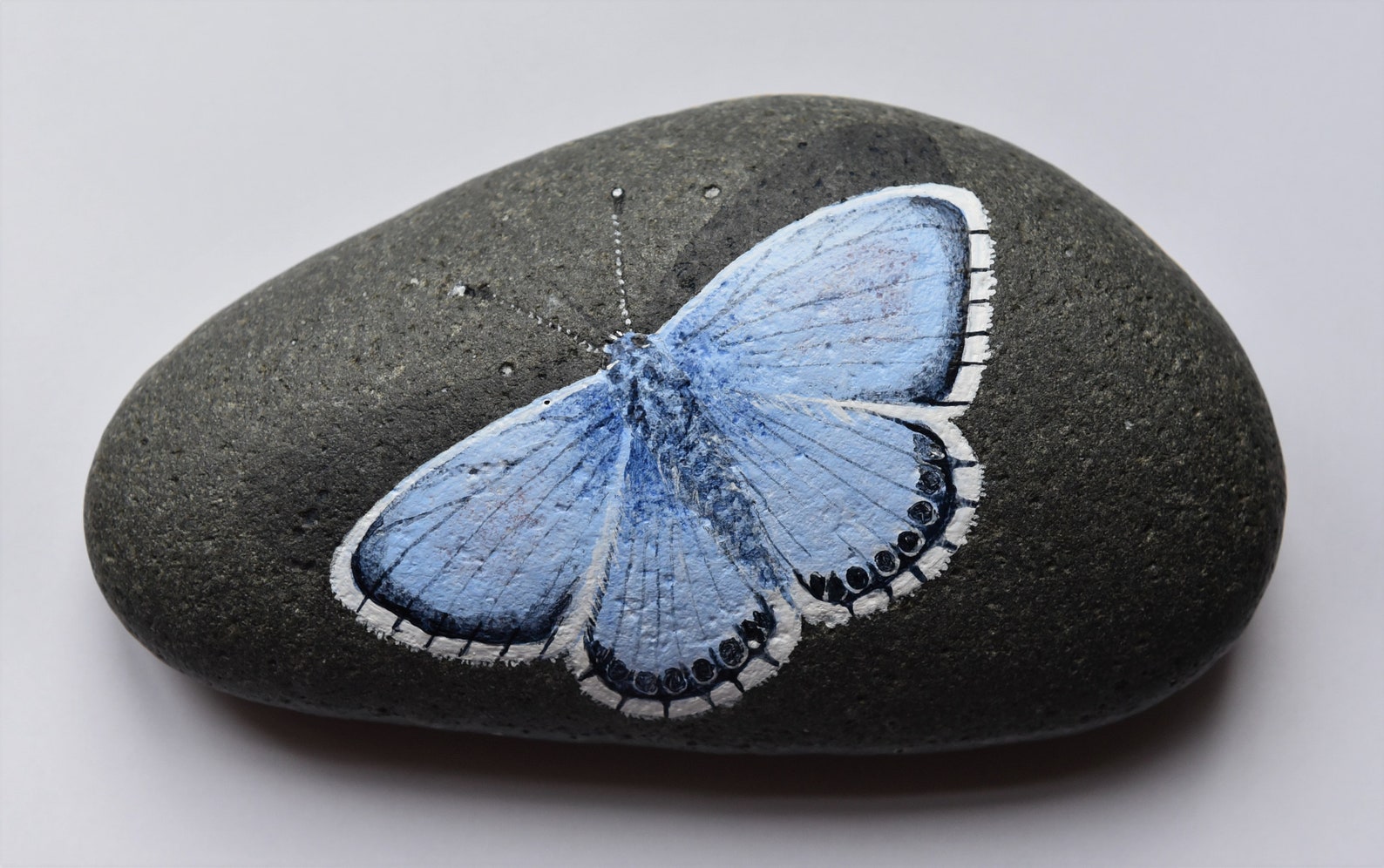 Hand painted pebble / cobble / stone of a Chalkhill Blue | Etsy