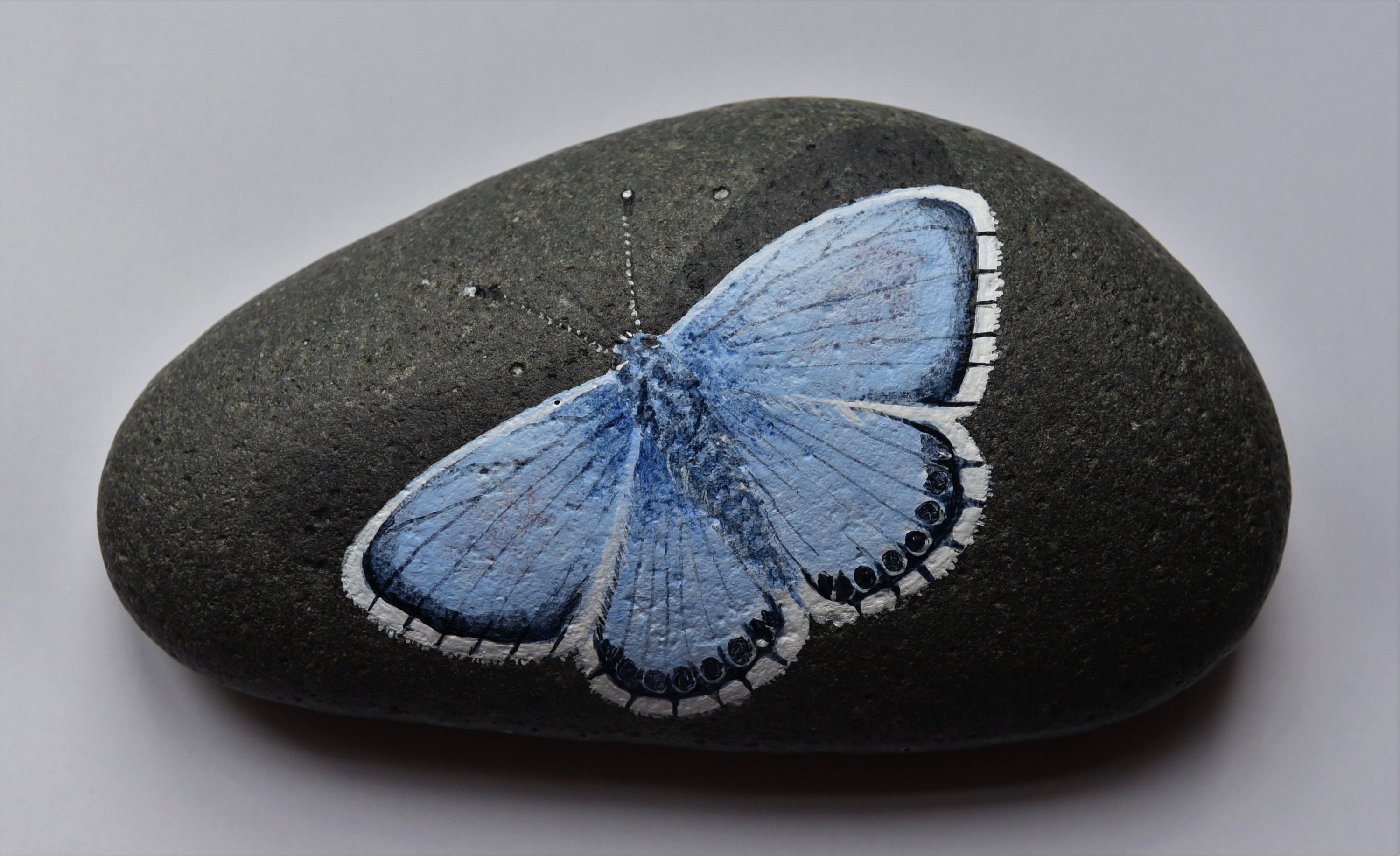 Hand painted pebble / cobble / stone of a Chalkhill Blue | Etsy