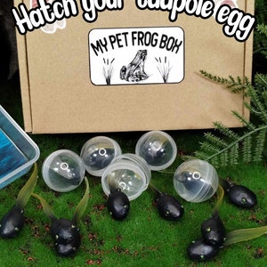 My Pet Frog Box - Adopt Pocket Pet Frog - Mystery Box W/ Adoption ...