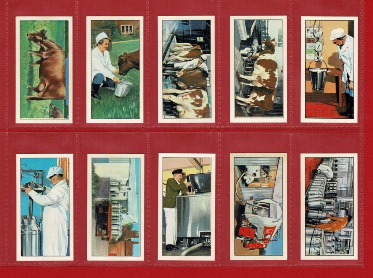 The STORY OF MILK Original 1964 British Tea Trade Card Set Clover ...