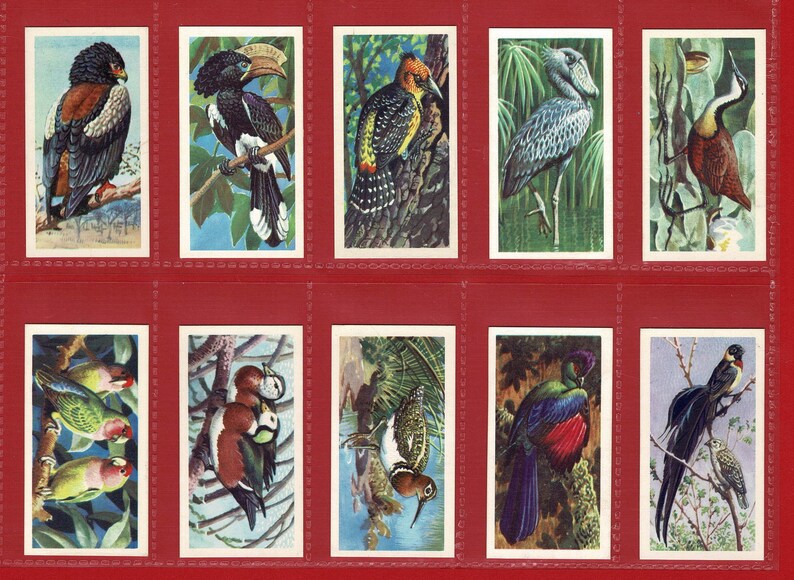 TROPICAL BIRDS Original 1961 British Tea Card Set Brooke Bond Parrot ...