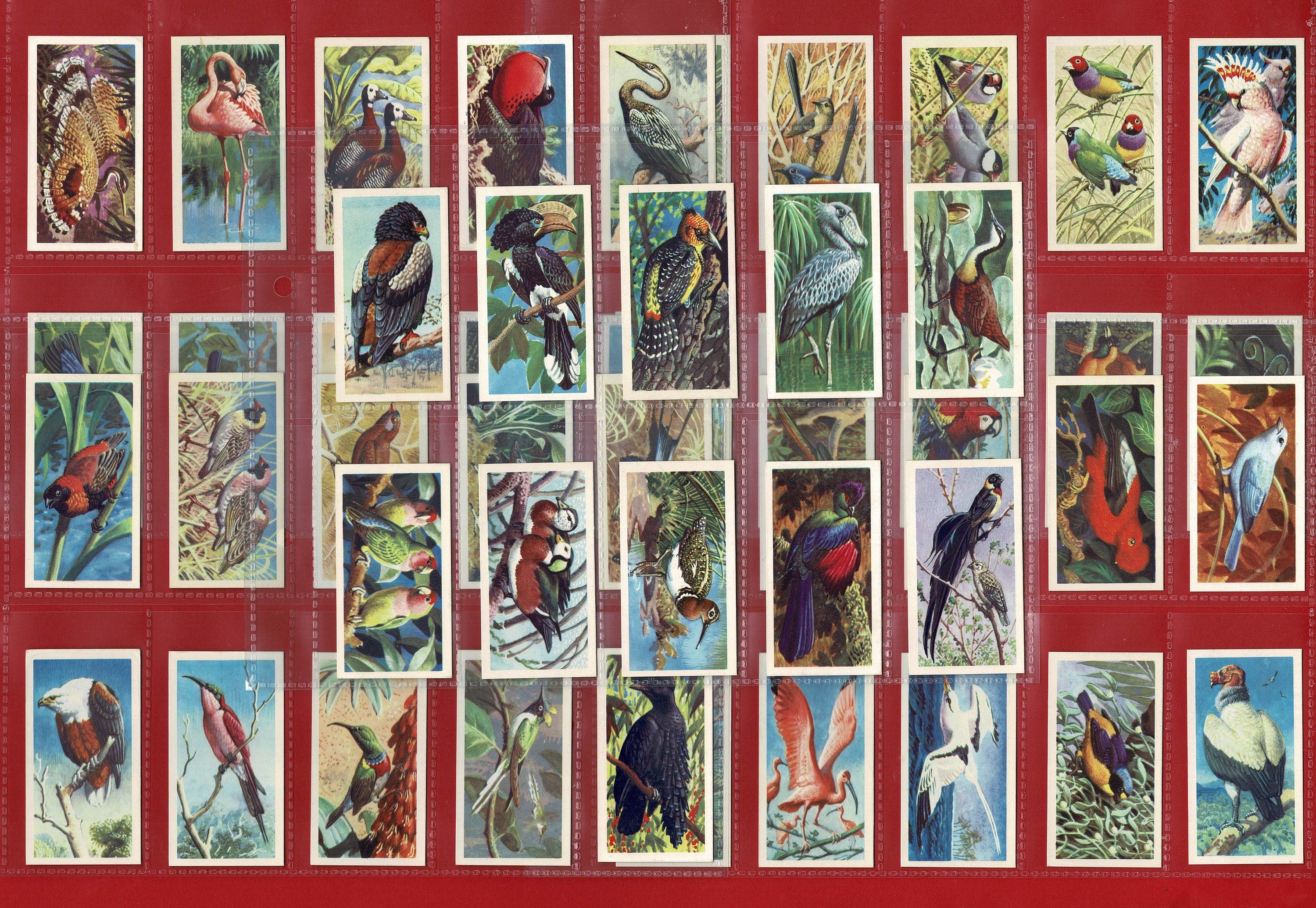 TROPICAL BIRDS Original 1961 British Tea Card Set Brooke Bond Parrot ...