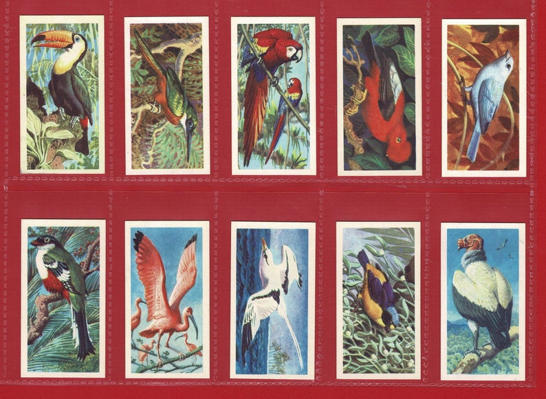 TROPICAL BIRDS Original 1961 British Tea Card Set Brooke Bond Parrot ...