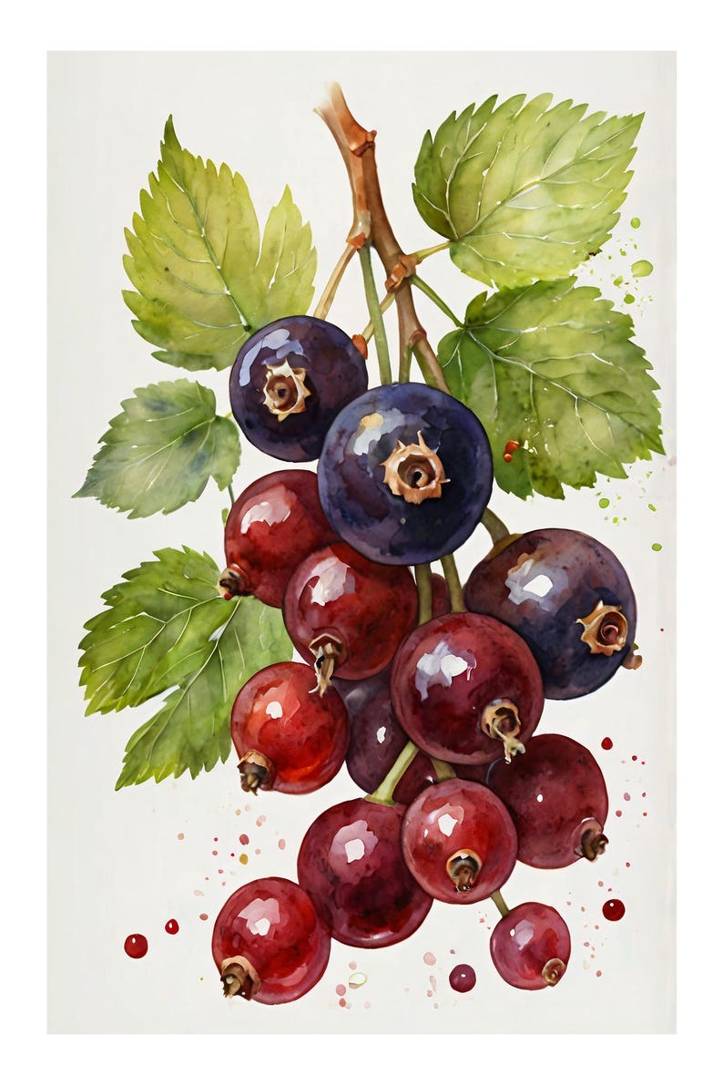Currants | Fruit Watercolor | Garden Fruit | Berries Watercolor ...