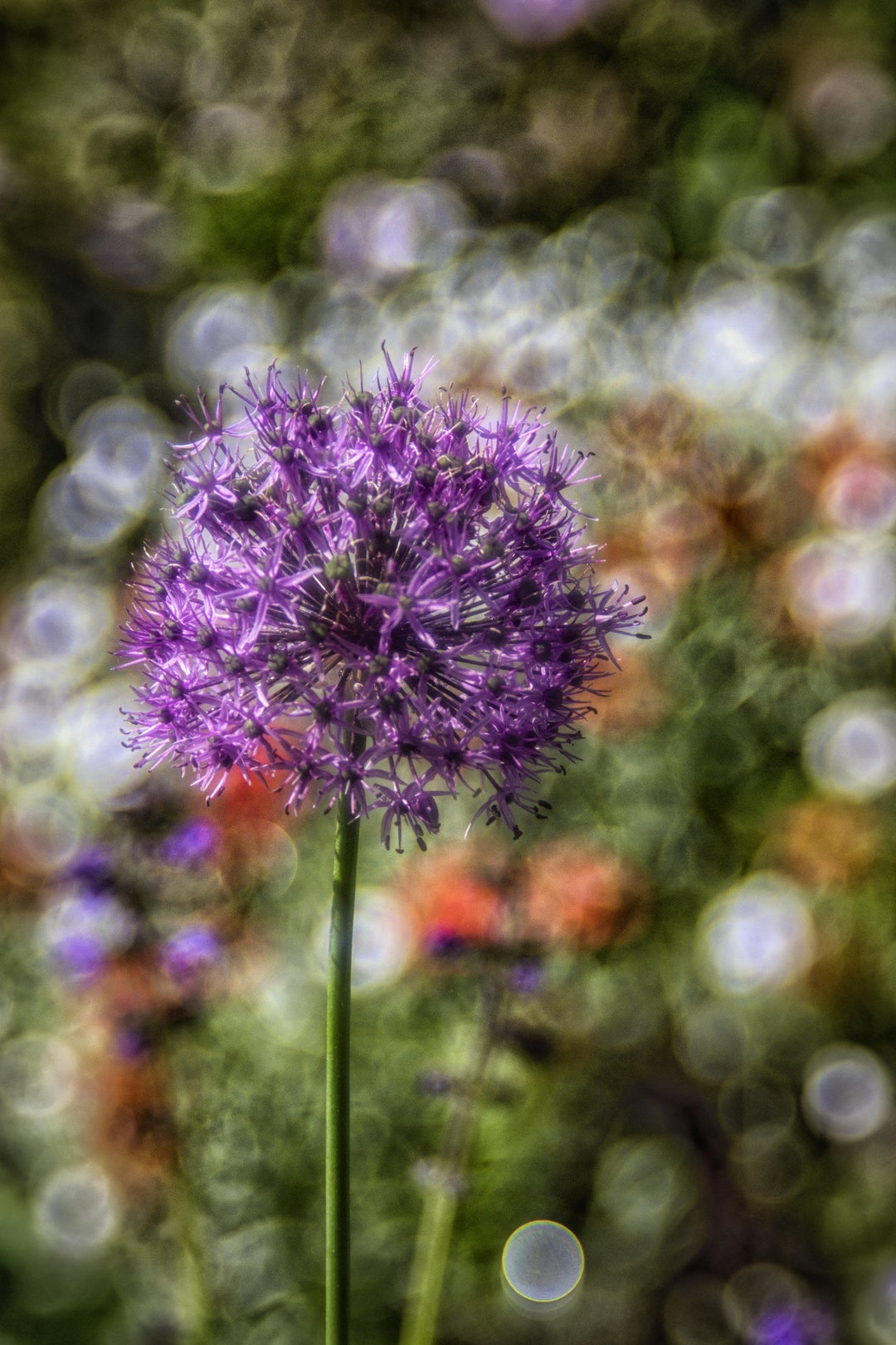 Ornamental Onion | Vintage Lens Photography | Digital Downloads | Ornamental Onion Flower ...