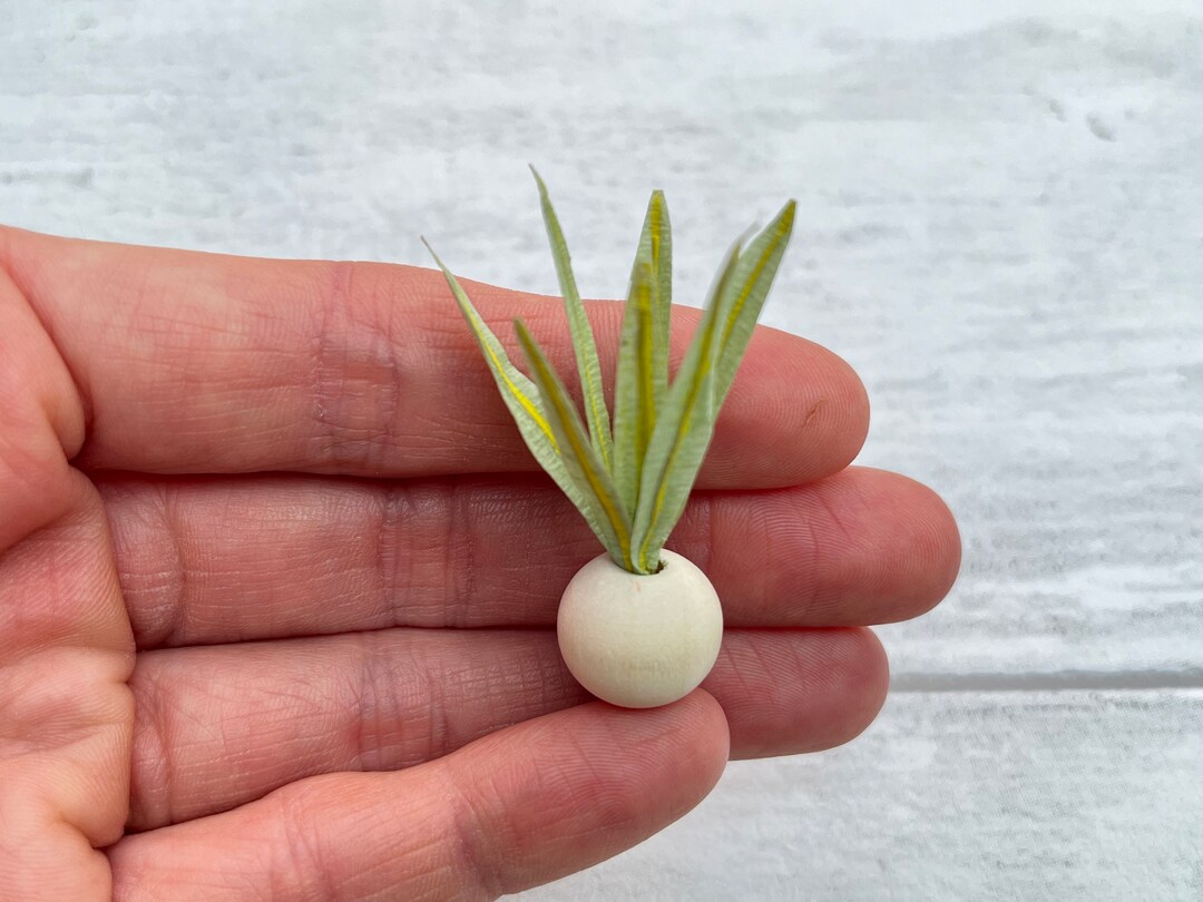 Miniature Plants, Doll House Plant, Mini Plant, Mini Pot Plant, Plants ...