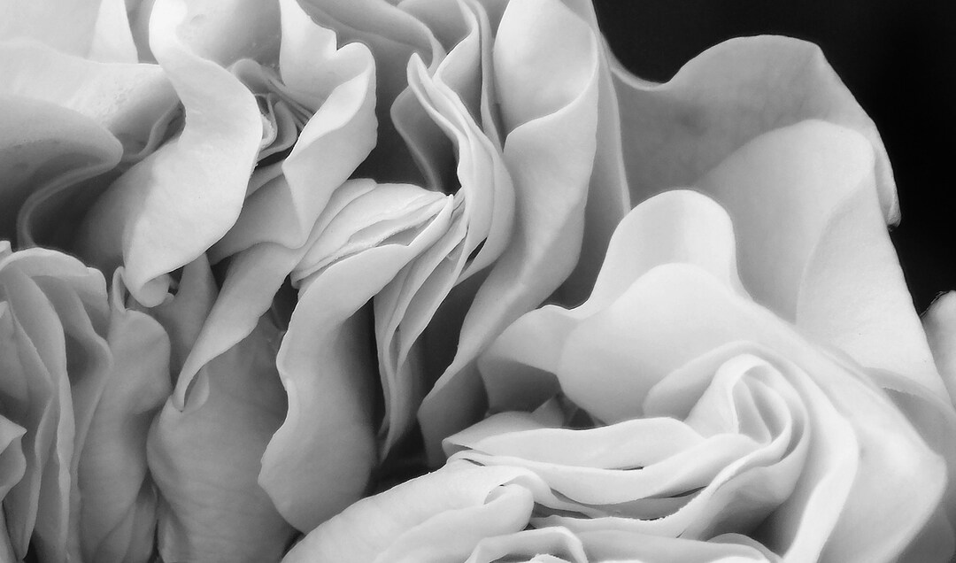 Black and White Rose Petal Card With Envelope Blank - Etsy