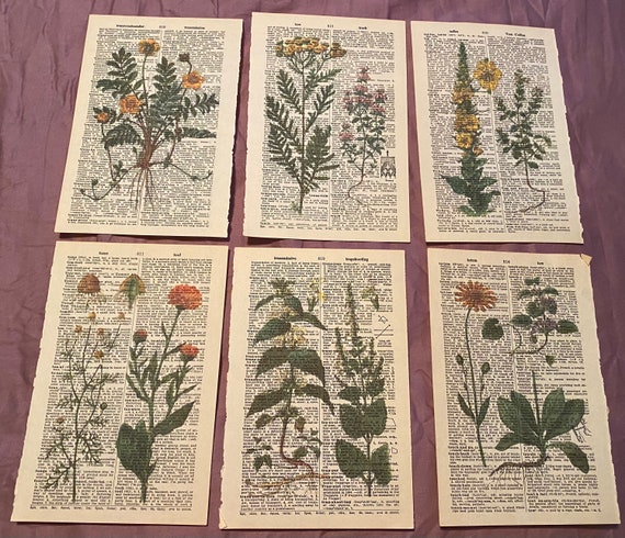 Botanical Floral Themed Dictionary - Etsy