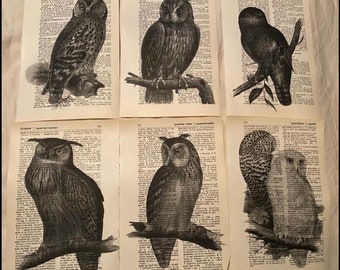 Owl Dictionary - Etsy