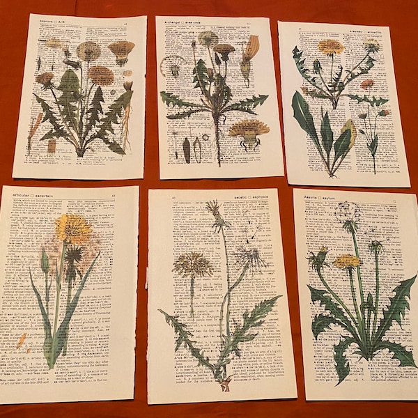 Dandelion Botanical Print - Etsy