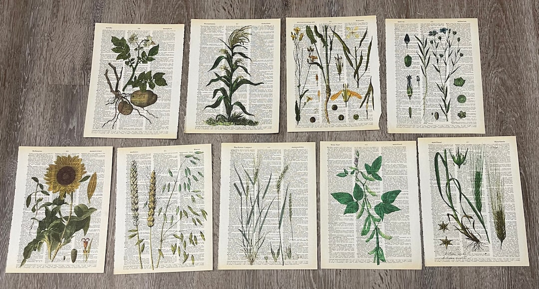 Agricultural Botanical Themed Dictionary Prints - Etsy