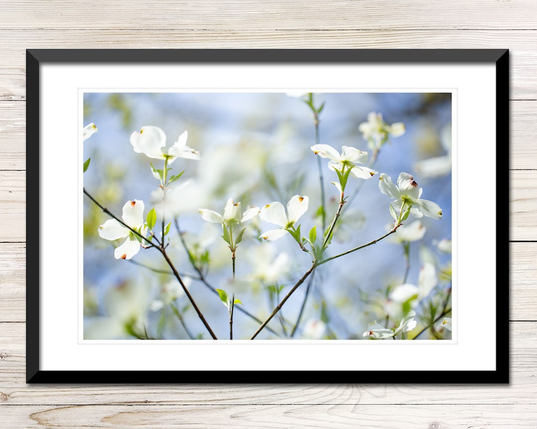 Dogwood Tree Photo Instant Download, Printable Photo Wall Art, Dogwood ...
