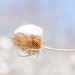 Winter Teasel Photo Print, Fine Art, Wall Art, Home Decor - Etsy