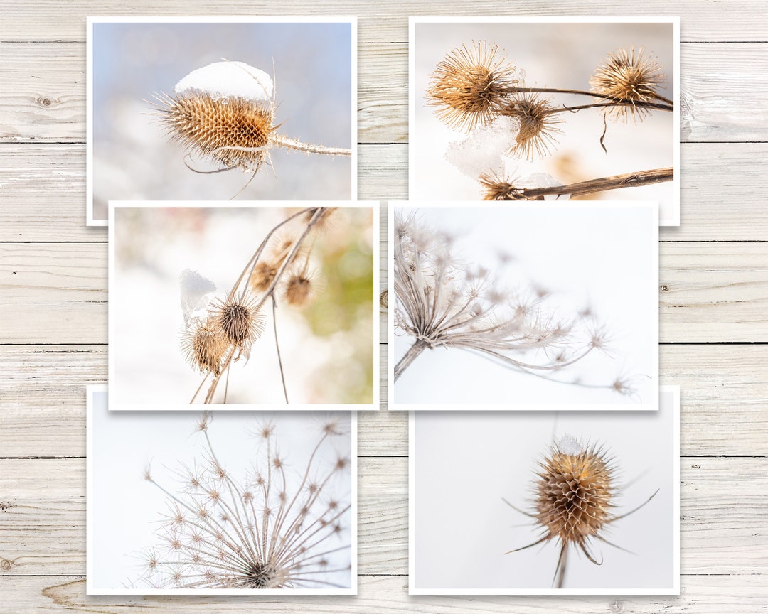 Winter Photo Note Cards (set of 6), Botanical Notecards, Winter Note ...
