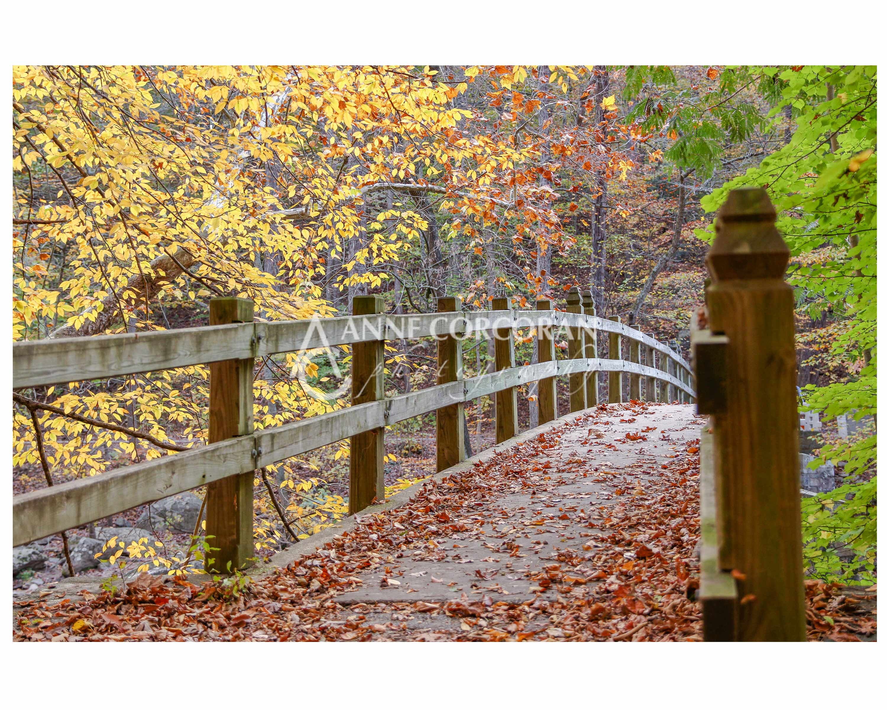 Fall Foliage Photo Instant Download, Printable Photo Wall Art, Autumn ...