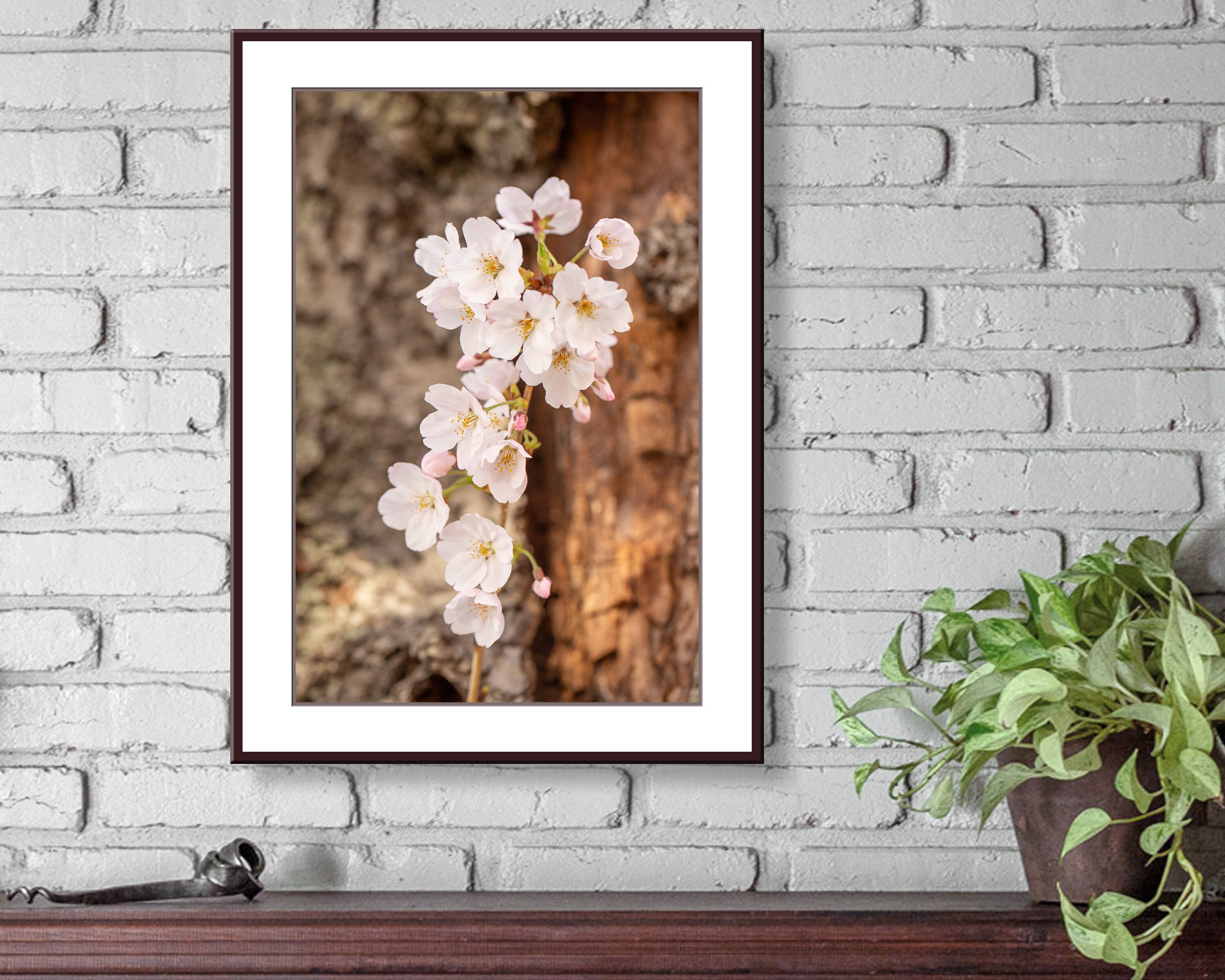 Cherry Tree Photo Instant Download, Printable Photo Wall Art, Cherry ...