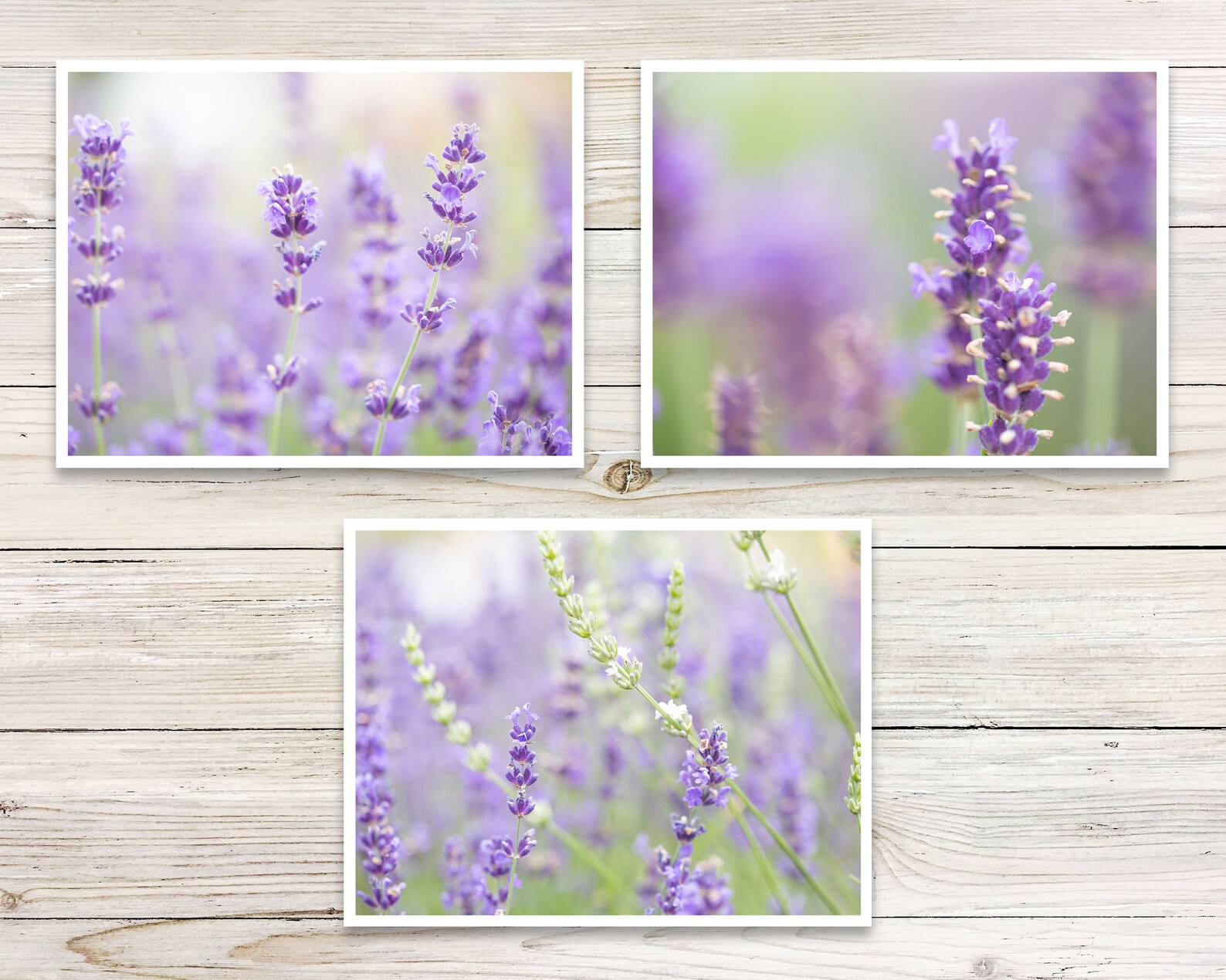 Lavender Fields Photo Note Cards set of 6, Lavender Notecards, Photo ...