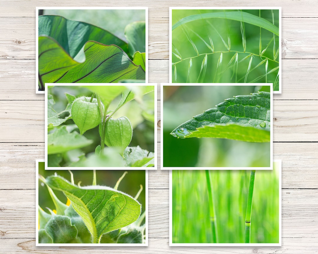 Botanical Note Cards (set of 6), Green Note Cards, Floral Note Cards ...