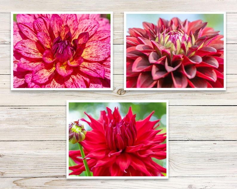 Dahlia Photo Note Cards set of 6, Dahlia Notecards, Flower Note Cards ...