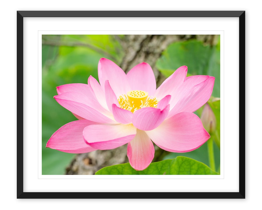 Pink Lotus Flower Photography Print, Blossom Wall Art - Etsy