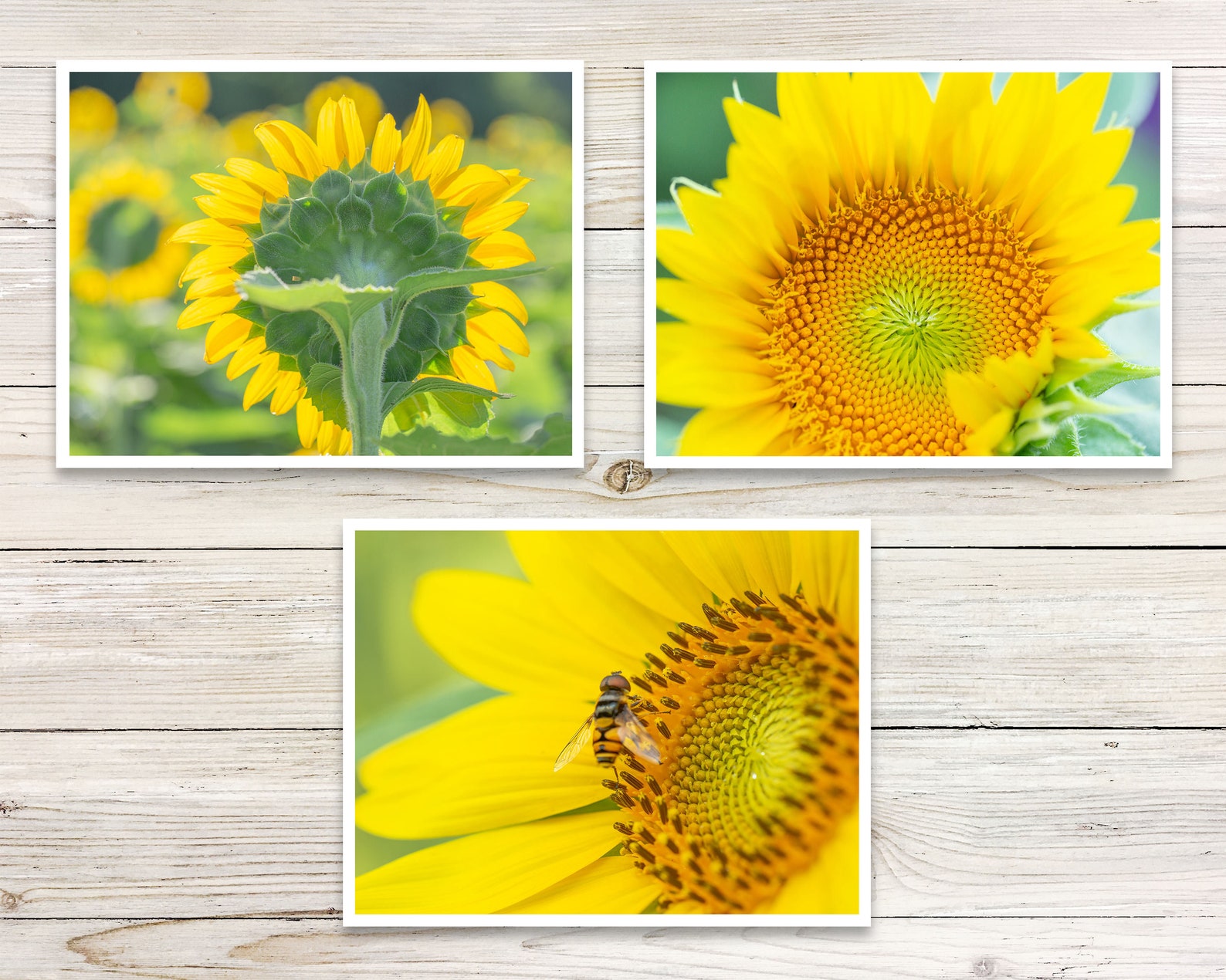 Sunflower Note Cards set of 6, Photo Note Card Set, Blank Note Cards ...