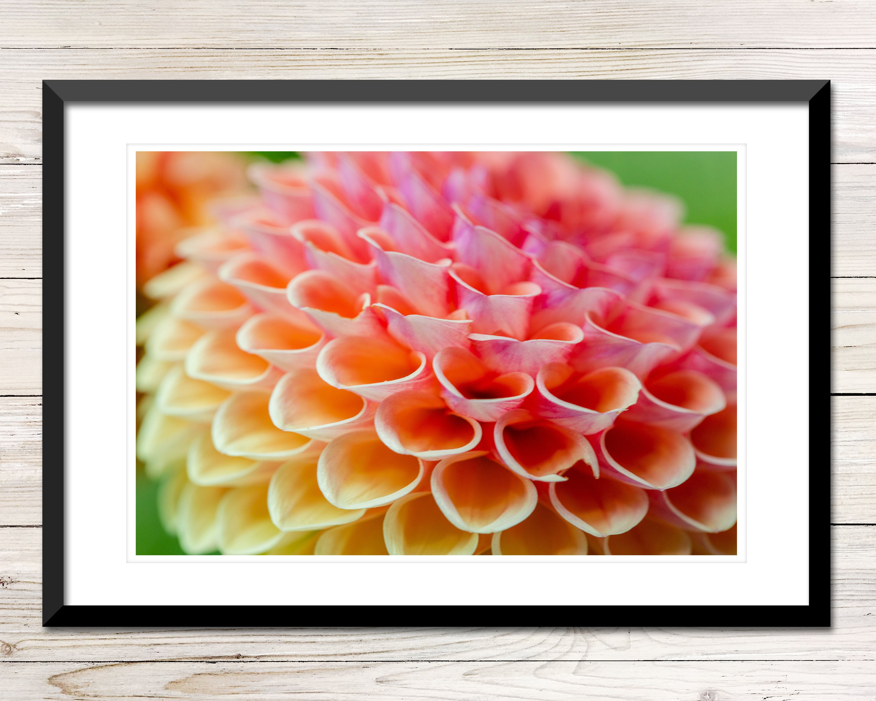Dahlia Flower Photo Instant Download, Printable Photo Wall Art, Dahlia ...
