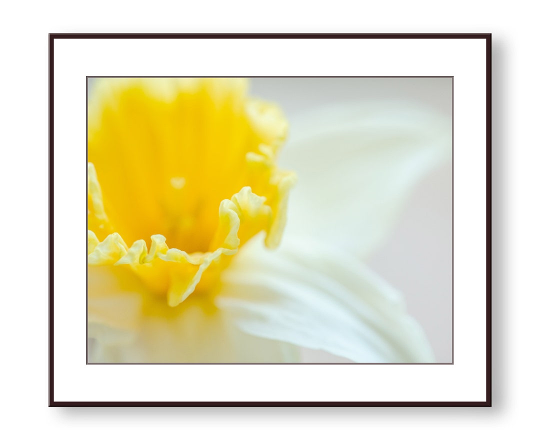 Daffodil Photo Print, Fine Art, Wall Art, Home Decor - Etsy