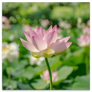 Lotus Blossom Gallery Wall Collage (set of 3 Photo Prints), Wall Art ...