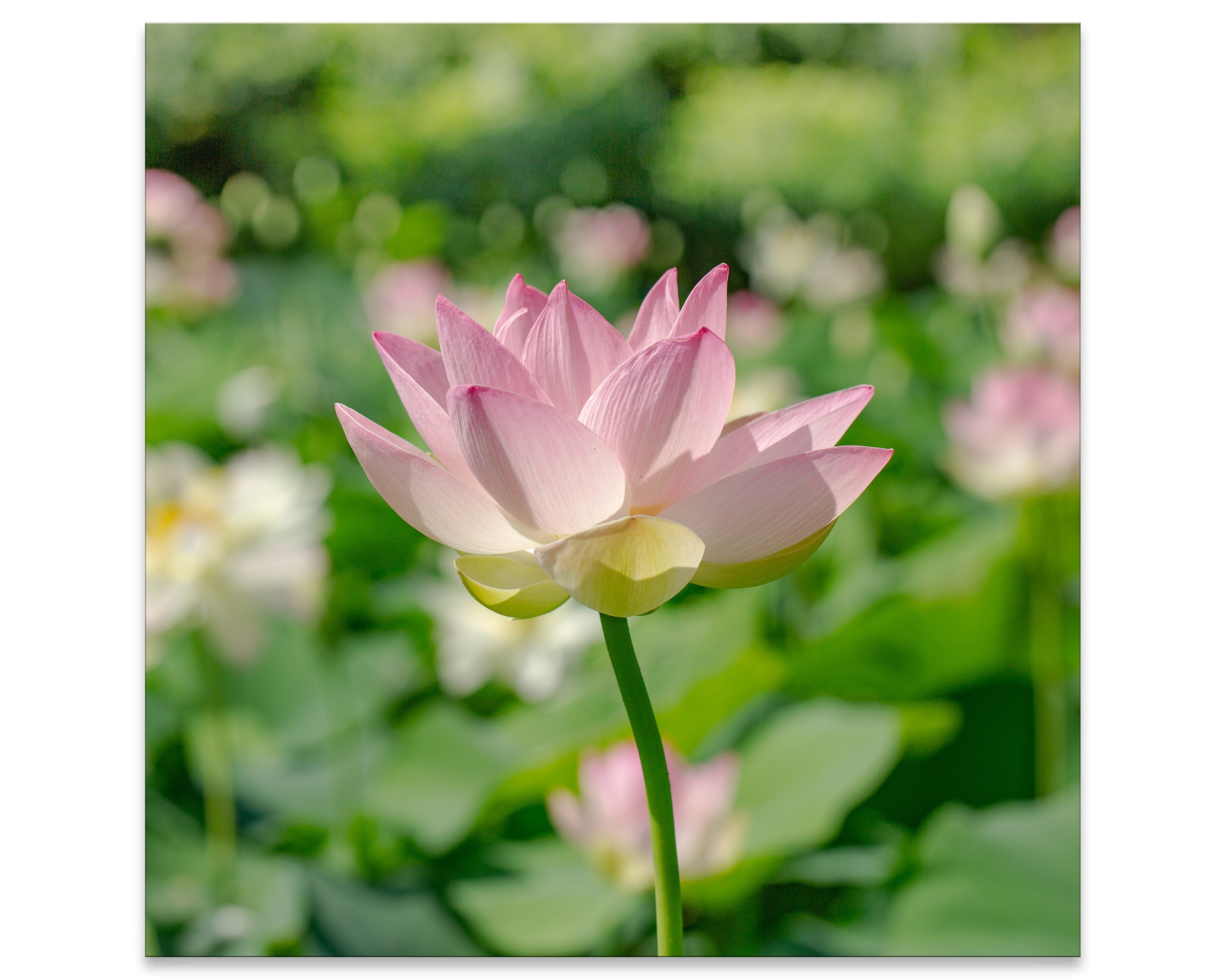 Lotus Blossom Gallery Wall Collage set of 3 Photo Prints - Etsy