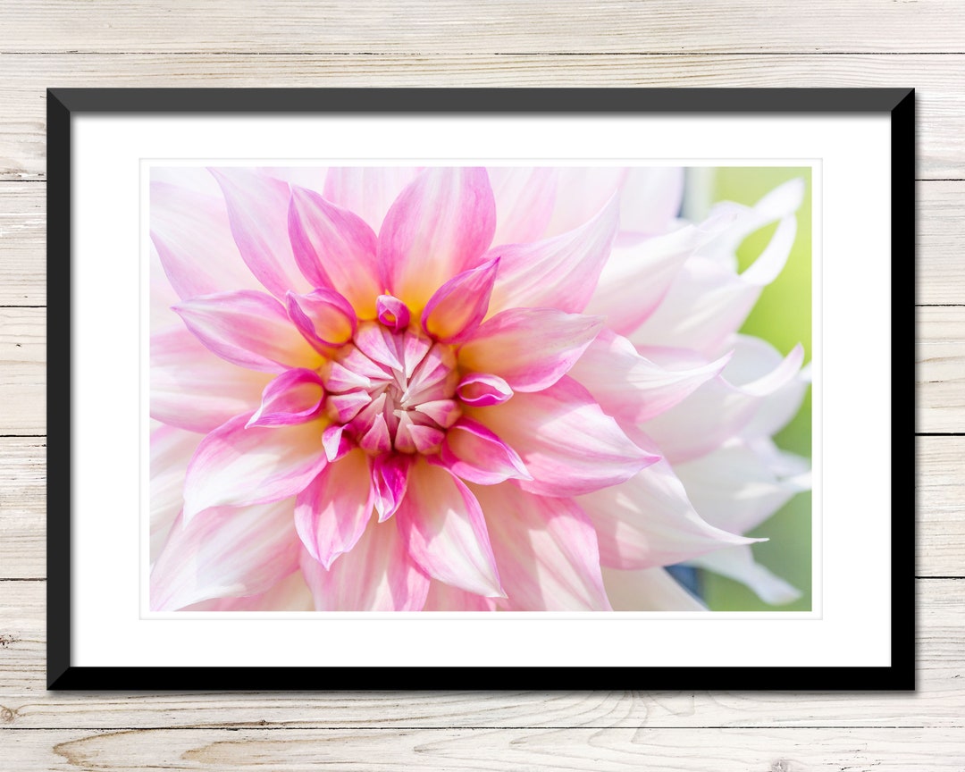 Dahlia Photo Instant Download, Printable Photo Wall Art, Dahlia Flower ...
