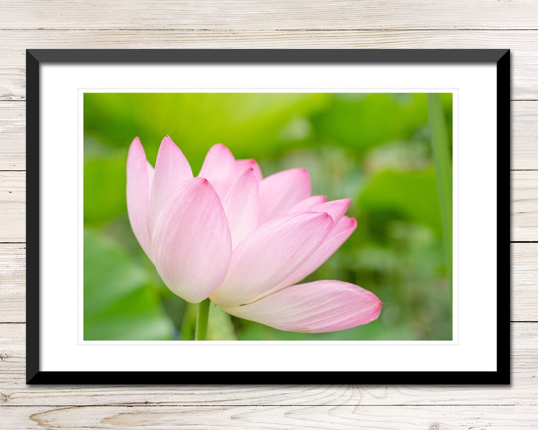 Lotus Flower Photo Instant Download, Printable Photo Wall Art, Lotus ...