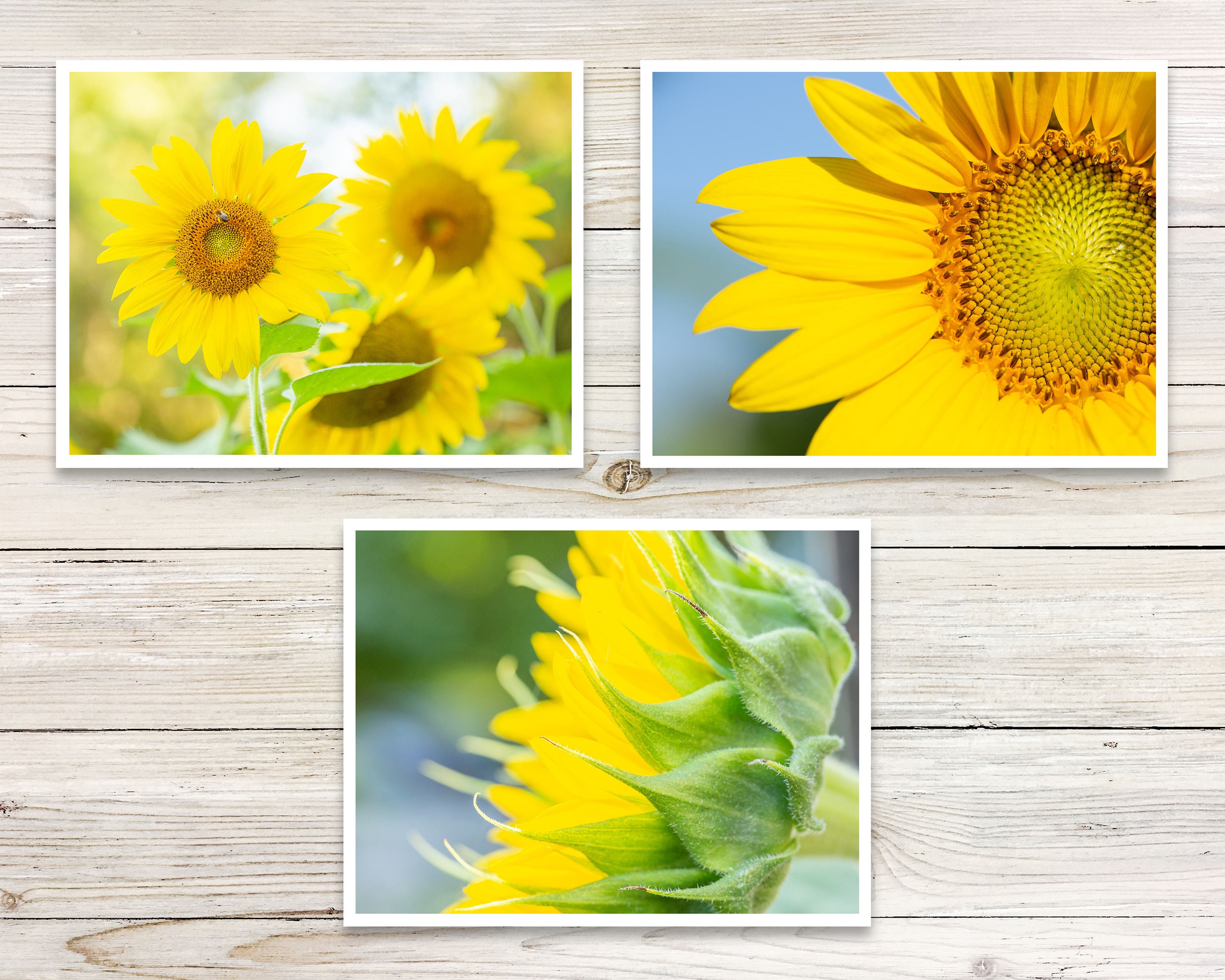Sunflower Note Cards set of 6, Photo Note Card Set, Blank Note Cards ...