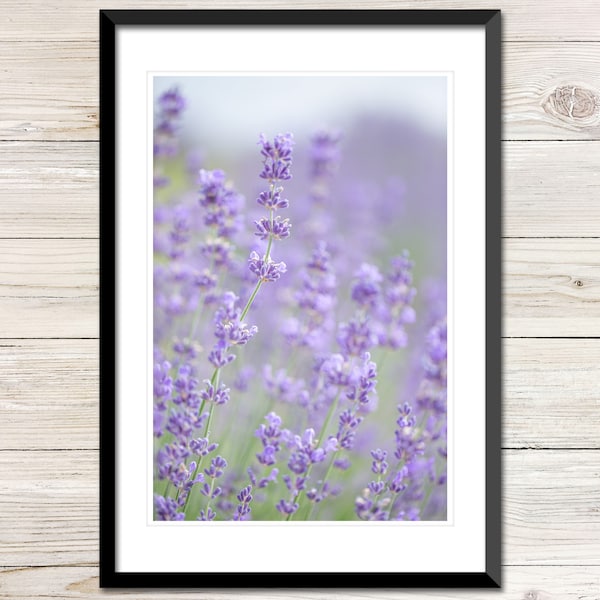 Lavender Wall Art - Etsy