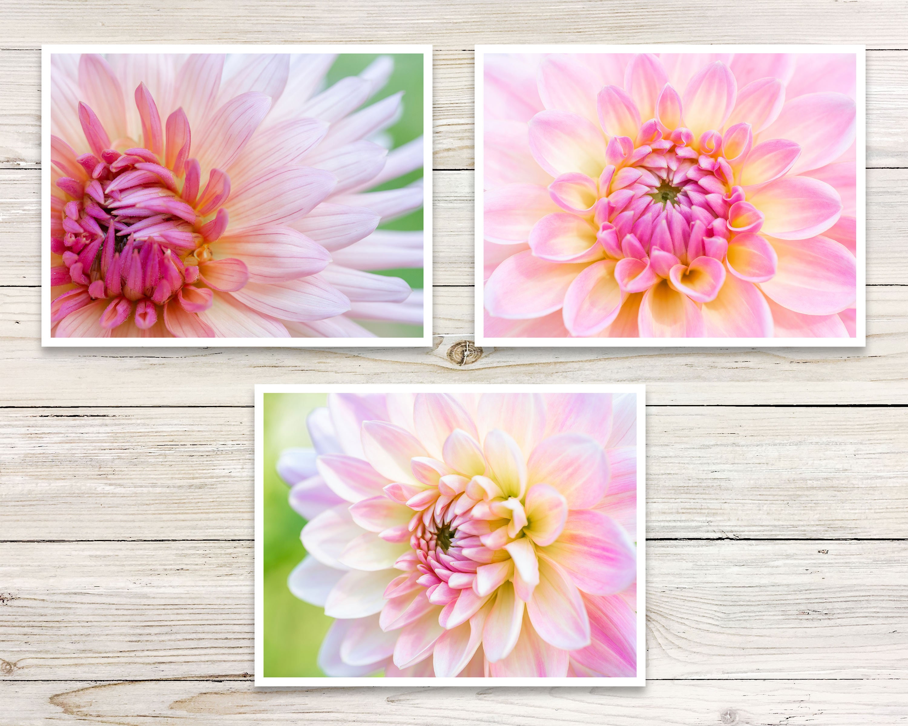 Pink Dahlia Photo Note Cards (set of 6), Dahlia Notecards, Pink Flower ...