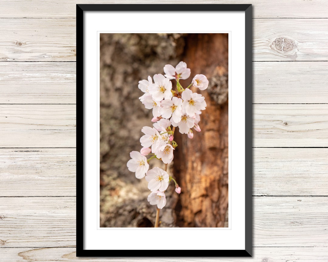 Cherry Tree Photo Instant Download, Printable Photo Wall Art, Cherry ...