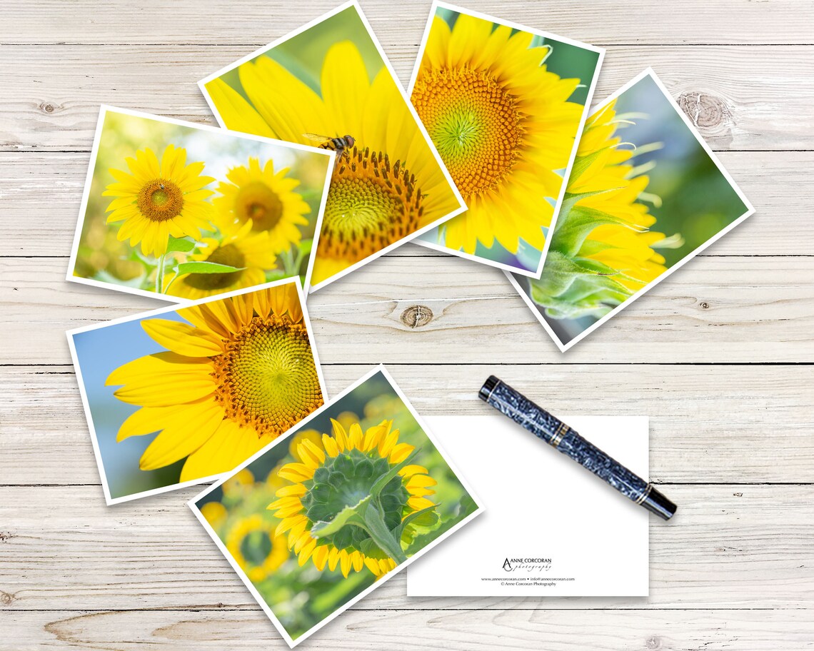 Sunflower Note Cards set of 6 Photo Note Card Set Blank | Etsy