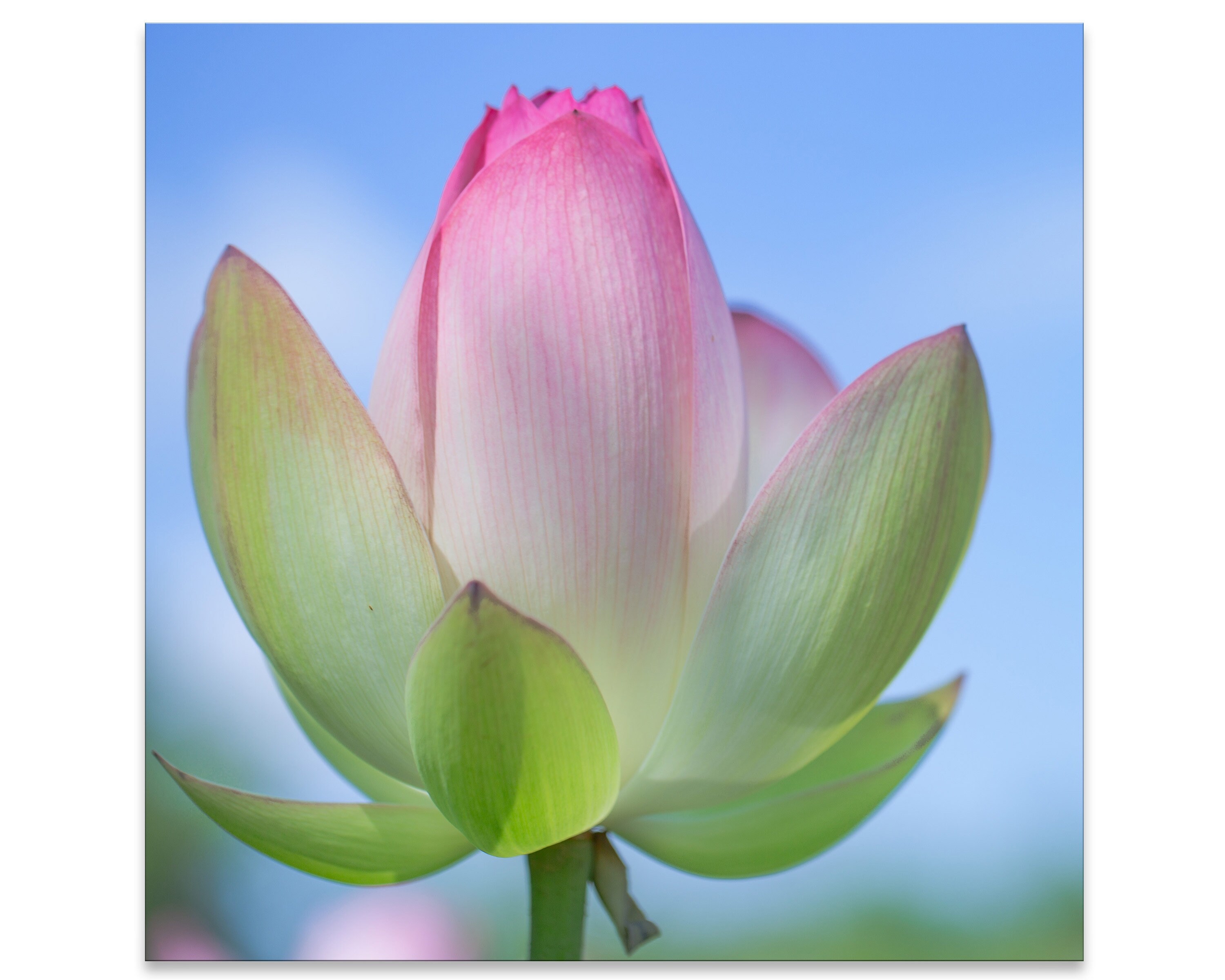 Lotus Blossom Gallery Wall Collage set of 3 Photo Prints - Etsy