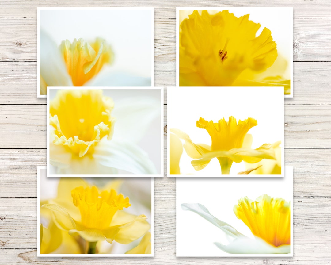 Daffodil Photo Note Cards (Set of 6), Daffodil Notecards, Yellow Flower ...