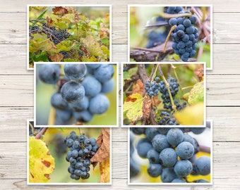 Grapes Note Cards Set of 10 With Matching Envelopes - Etsy