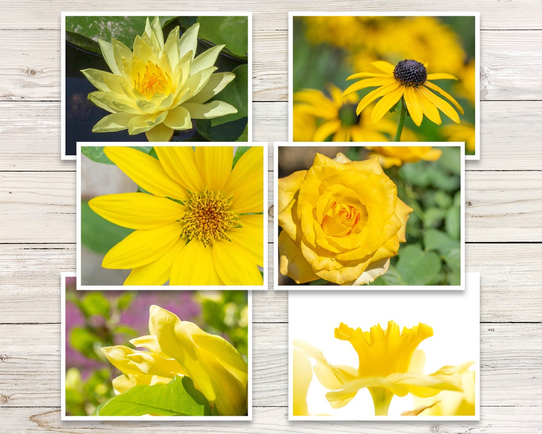 Flower Photo Note Cards (set of 6), Yellow Flower Note Cards, Yellow ...