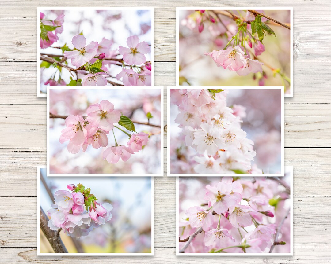 Spring Blossom Note Cards (set of 6), Macro Photography, Spring Note ...
