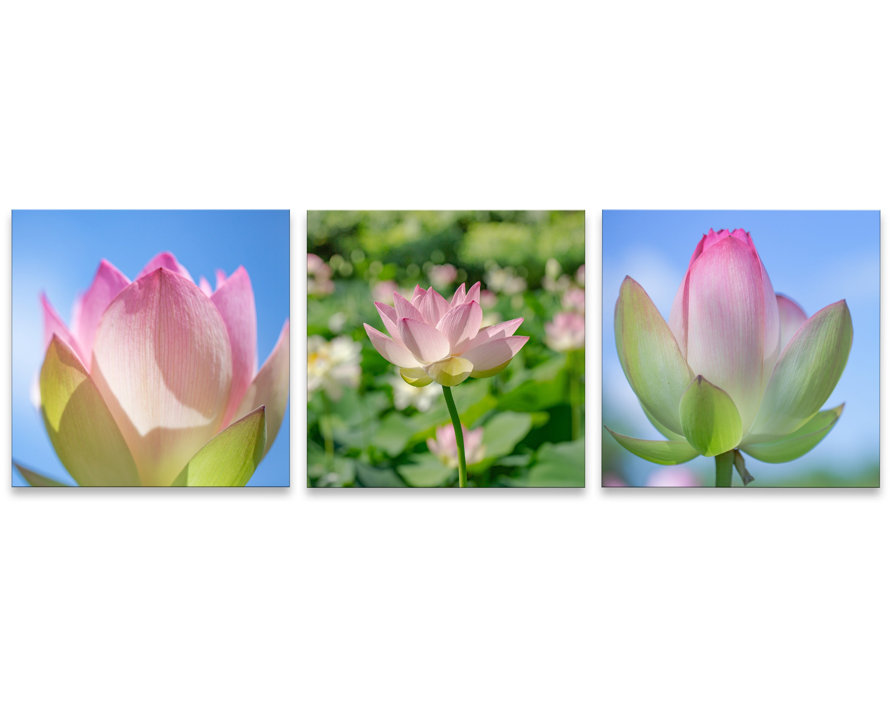 Lotus Blossom Gallery Wall Collage set of 3 Photo Prints - Etsy
