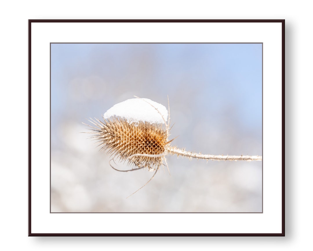 Winter Teasel Photo Print, Fine Art, Wall Art, Home Decor - Etsy