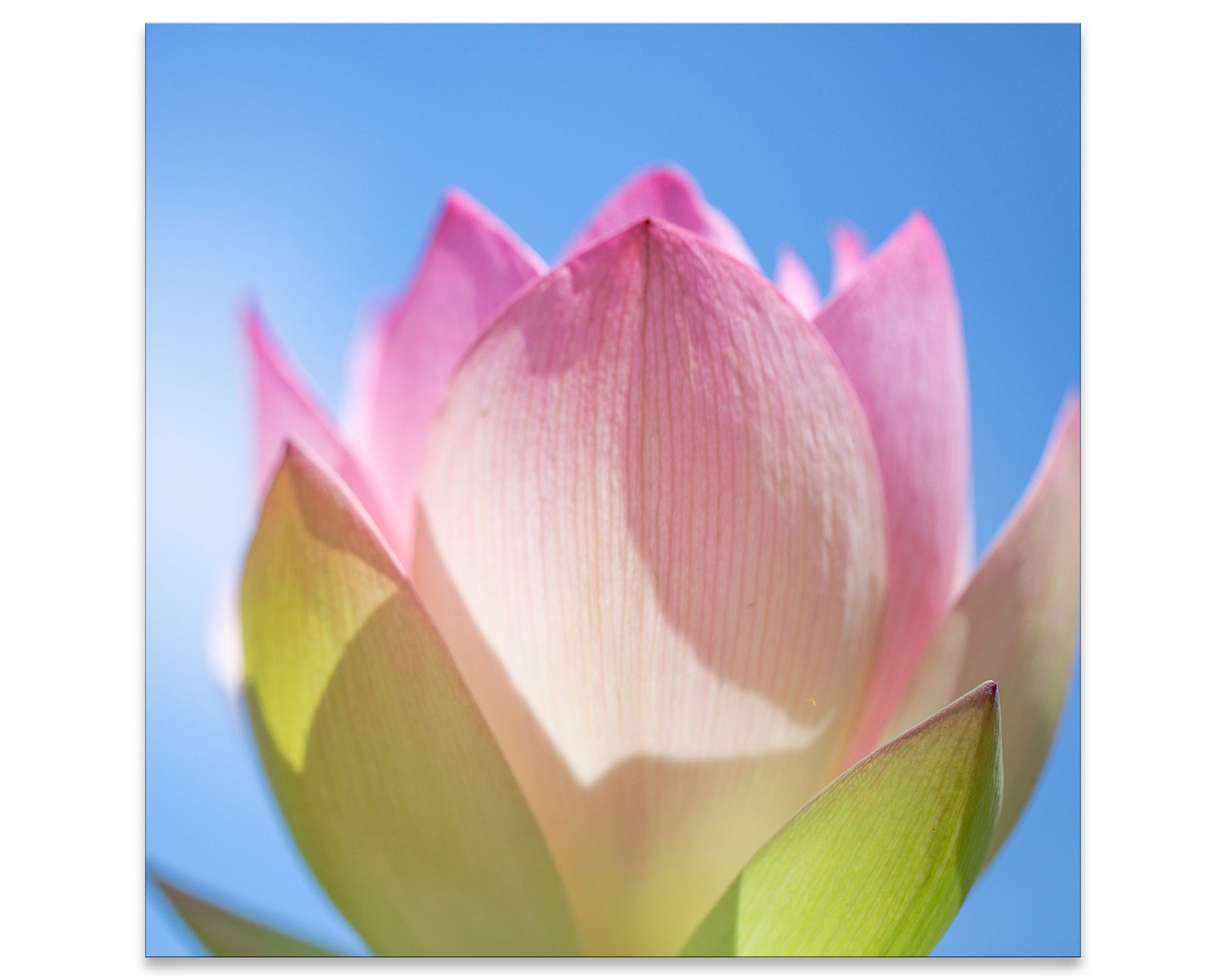 Lotus Blossom Gallery Wall Collage set of 3 Photo Prints - Etsy
