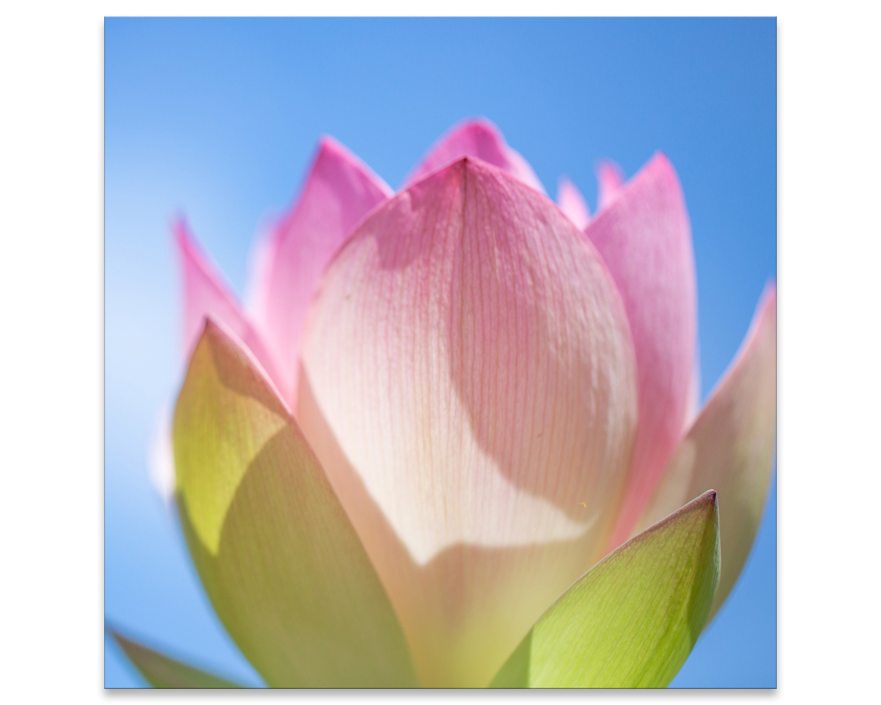 Lotus Blossom Gallery Wall Collage set of 3 Photo Prints - Etsy